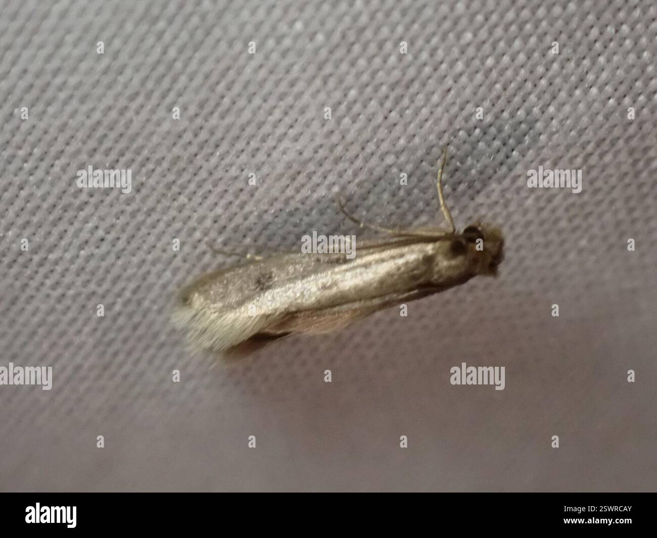 Case-bearing Clothes Moth (Tinea pellionella), Insecta, Val Marie No ...