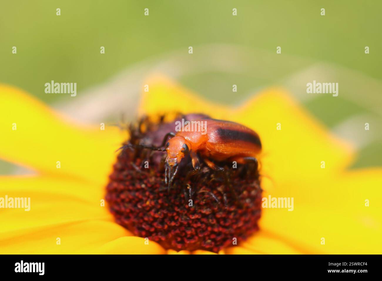 Orange Blister Beetle (Zonitis vittigera), Insecta, Medway, London, ON ...