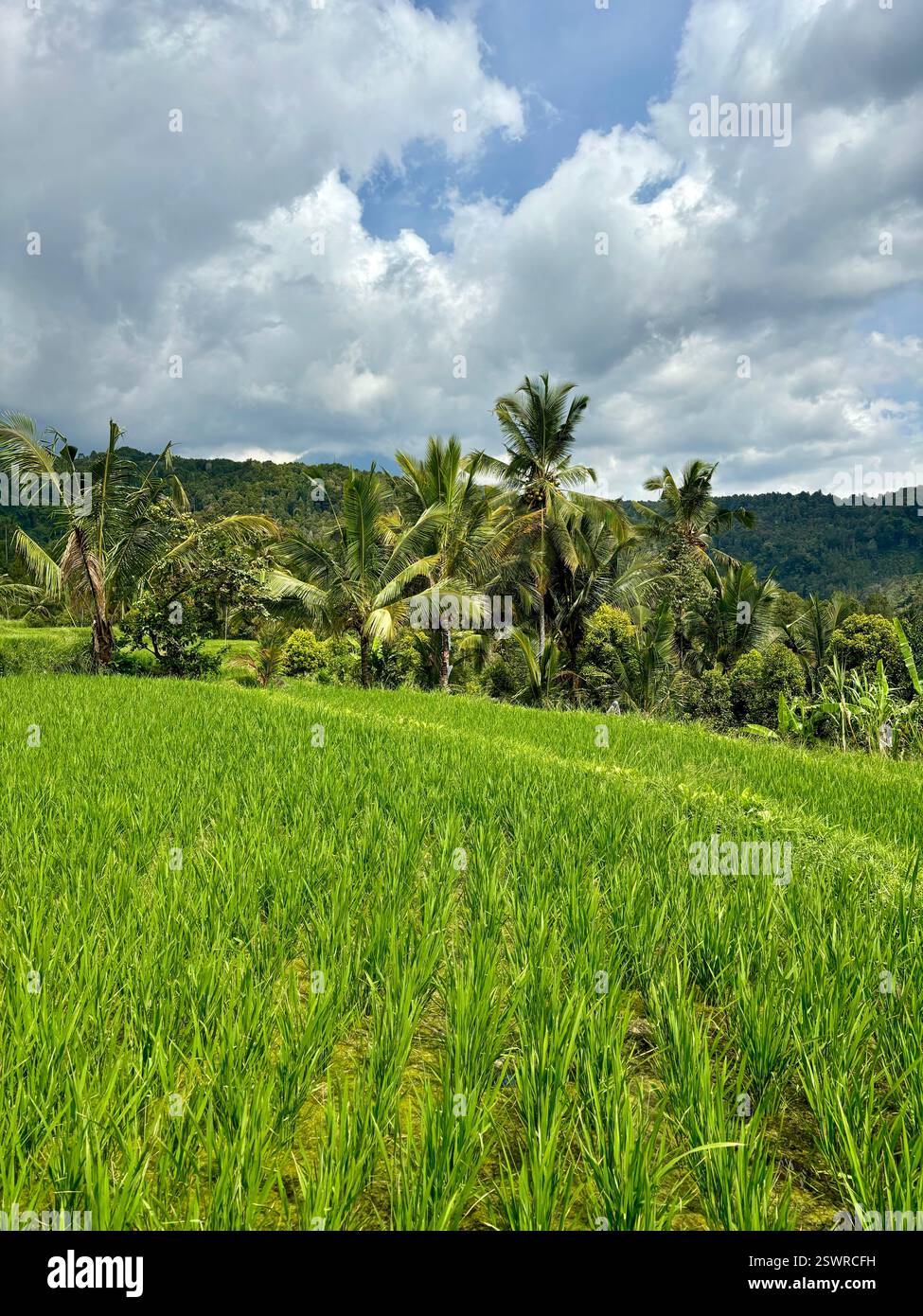 Lush Green Rice Terraces in Bali – A Tropical Paradise Stock Photo - Alamy