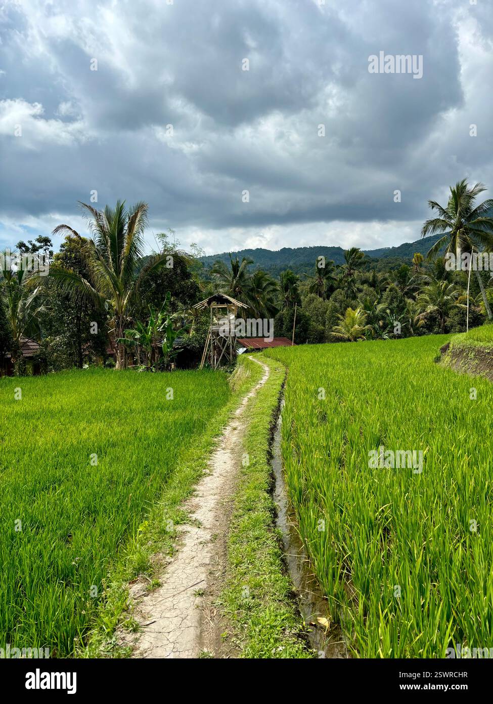 Lush Green Rice Terraces in Bali – A Tropical Paradise Stock Photo - Alamy