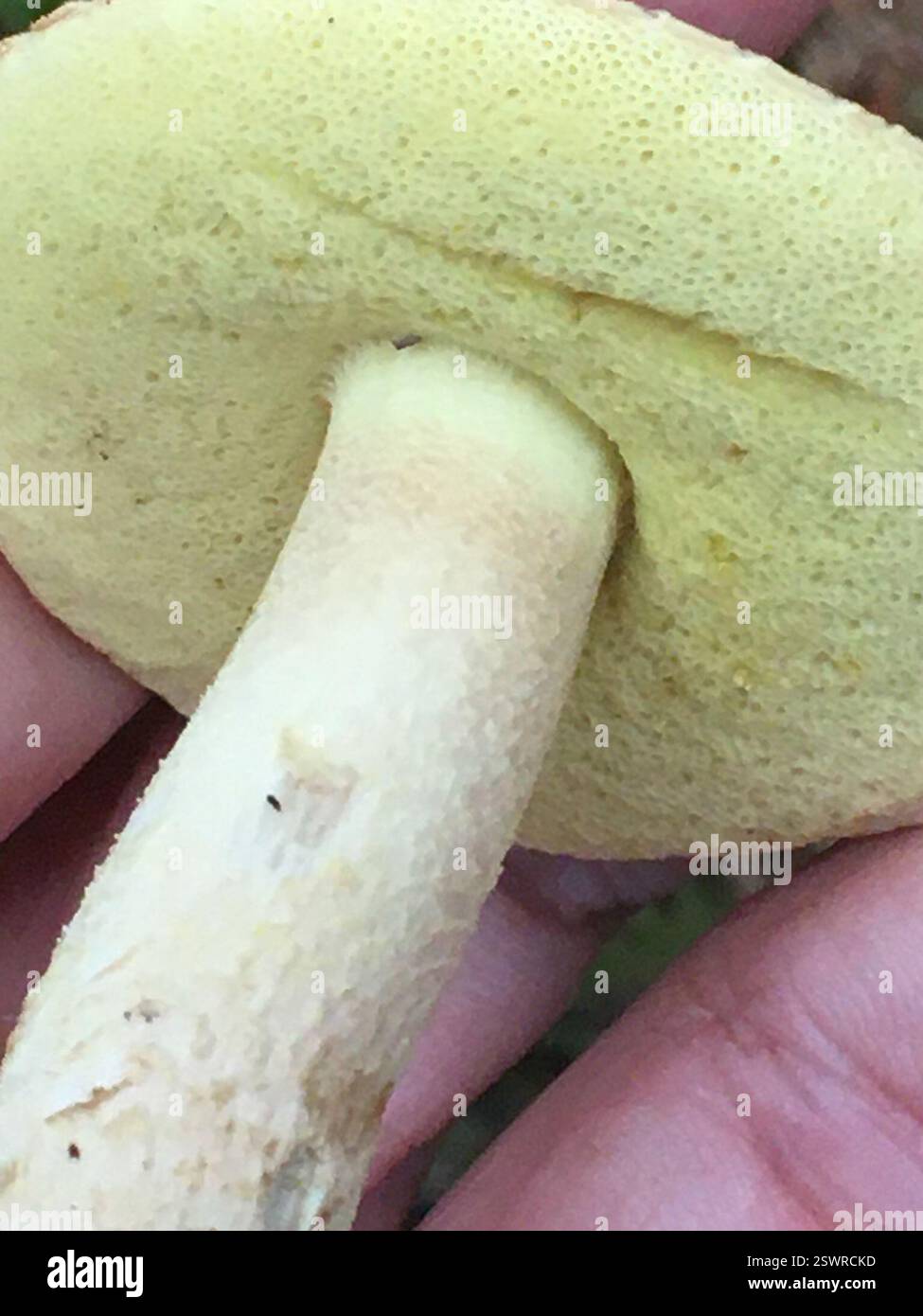 Smoothish-stemmed bolete (Hemileccinum subglabripes), Fungi, Fritz Cove ...