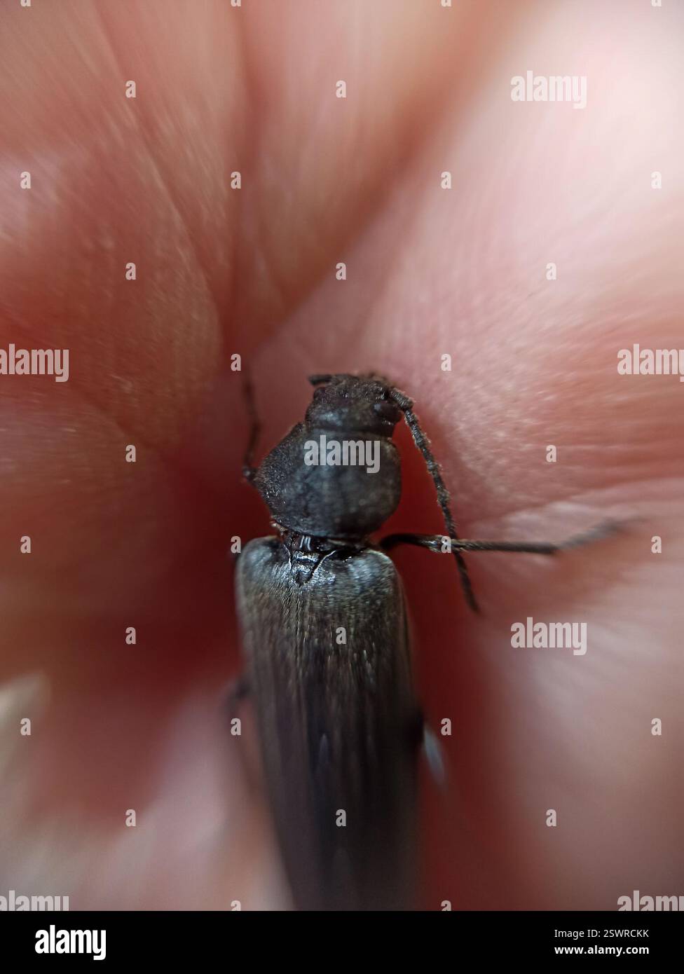 Black Spruce Borer (Asemum striatum), Insecta, Sondrio, Lombardia ...