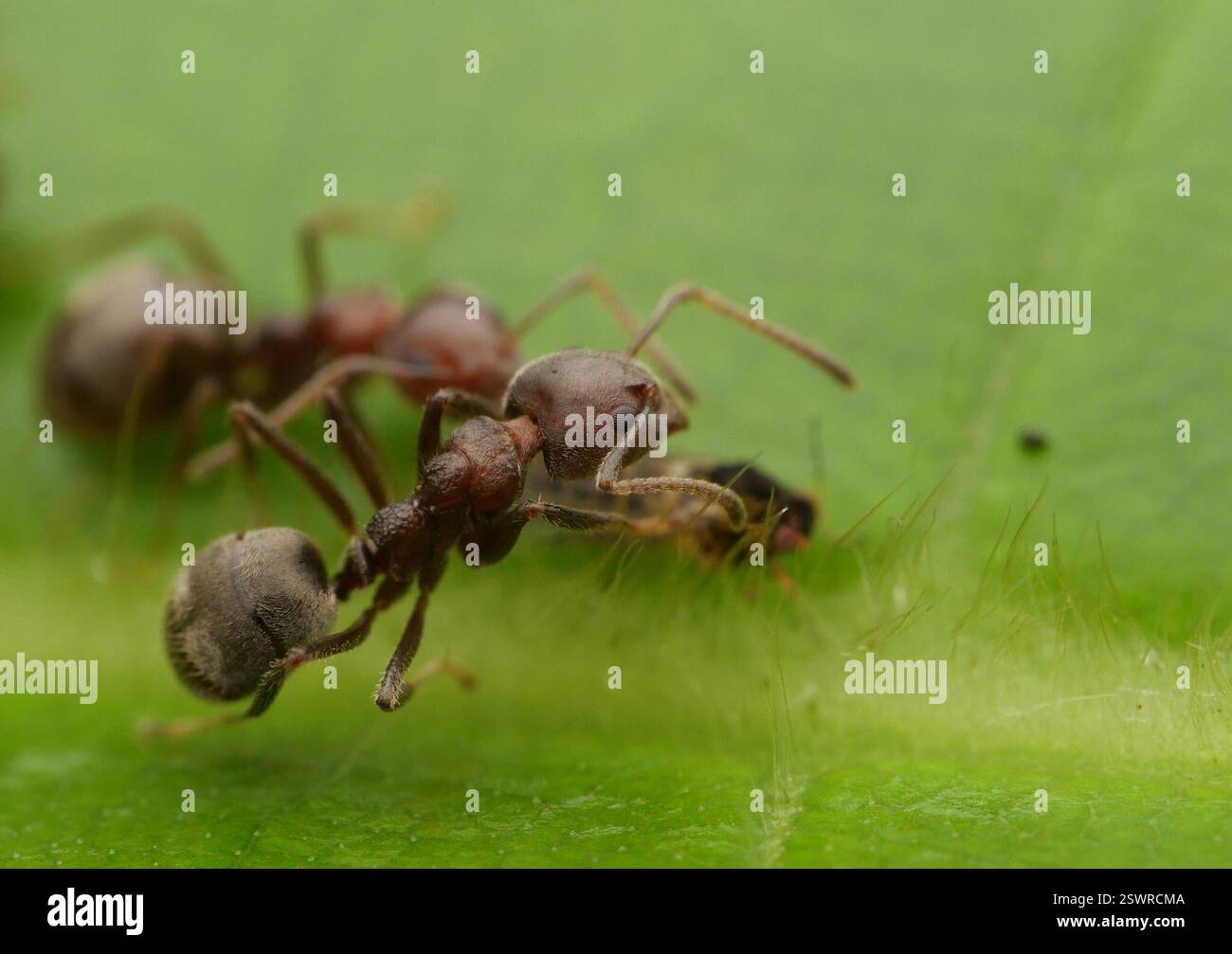 Cocoa Black Ant (Dolichoderus thoracicus), Insecta, Central Water ...