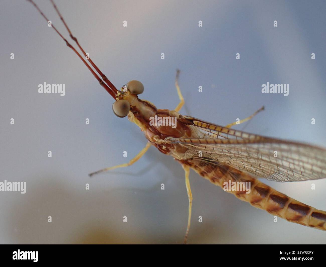 Giant Mayflies (Hexagenia), Insecta, Swift Current, SK, Canada, Maybe ...