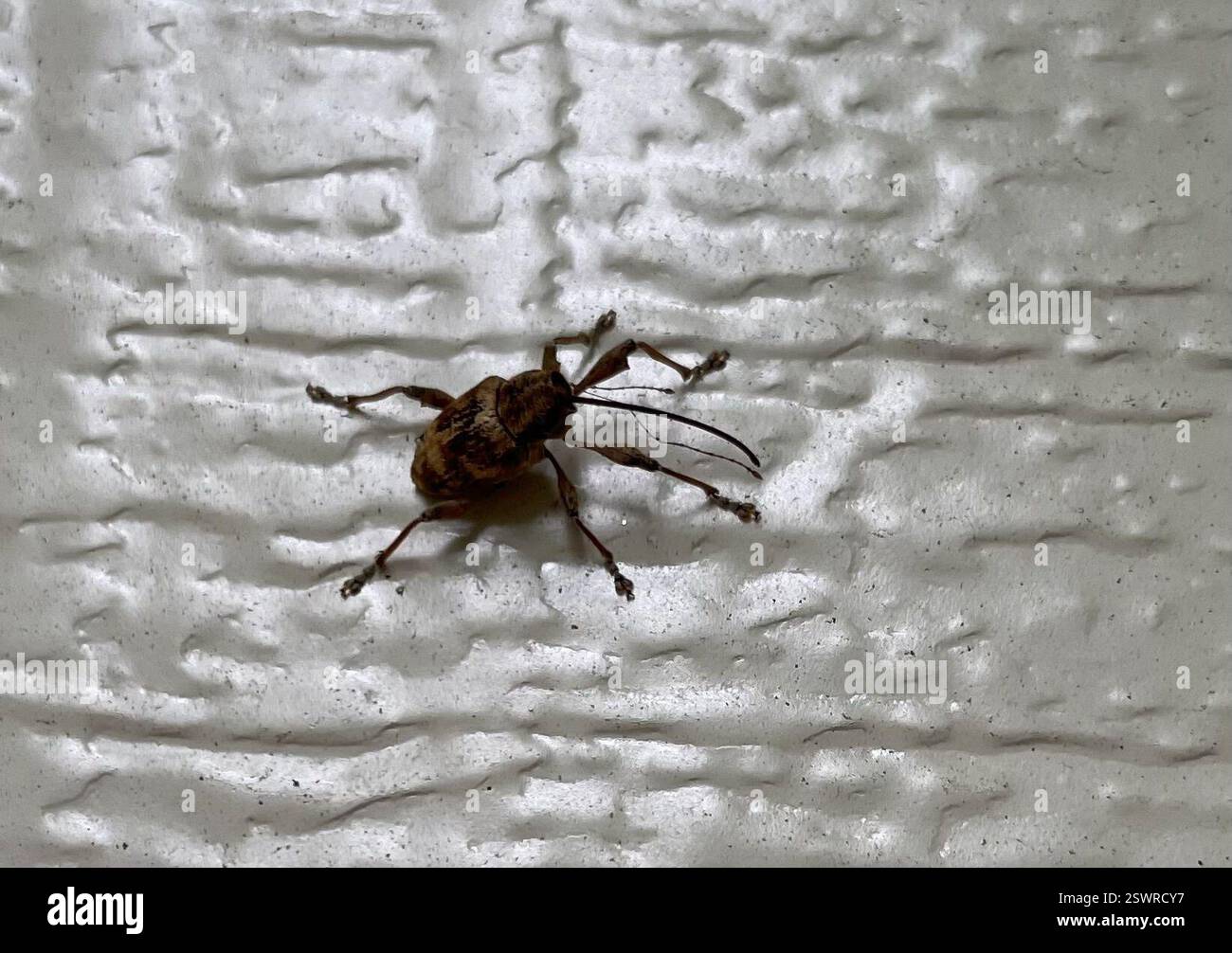 Nut and Acorn Weevils (Curculio), Insecta, Wildlife Dr, Hopkinton, MA ...