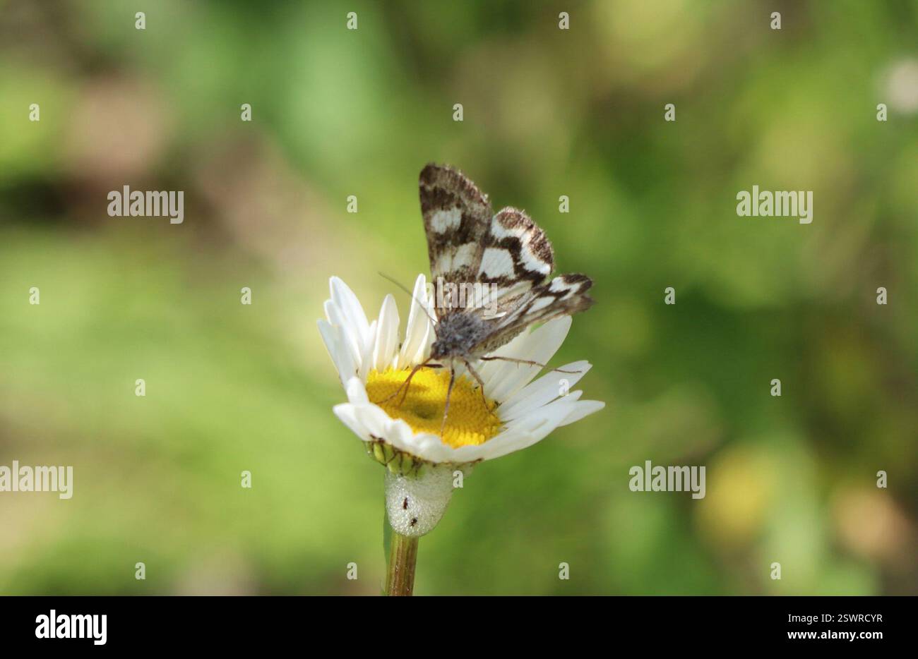 Northern Arches (Drasteria hudsonica), Insecta, Okanagan-Similkameen ...