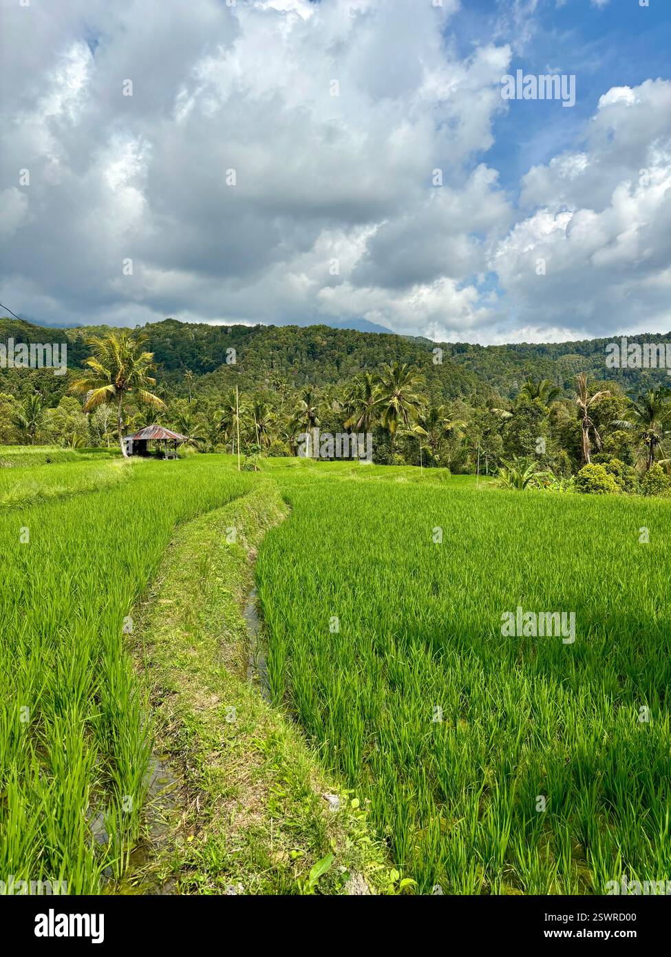 Lush Green Rice Terraces in Bali – A Tropical Paradise Stock Photo - Alamy