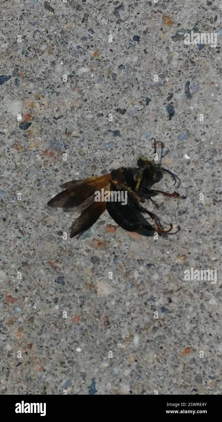 (Tachytes guatemalensis), Insecta, Monmouth County Library-Headquarters ...