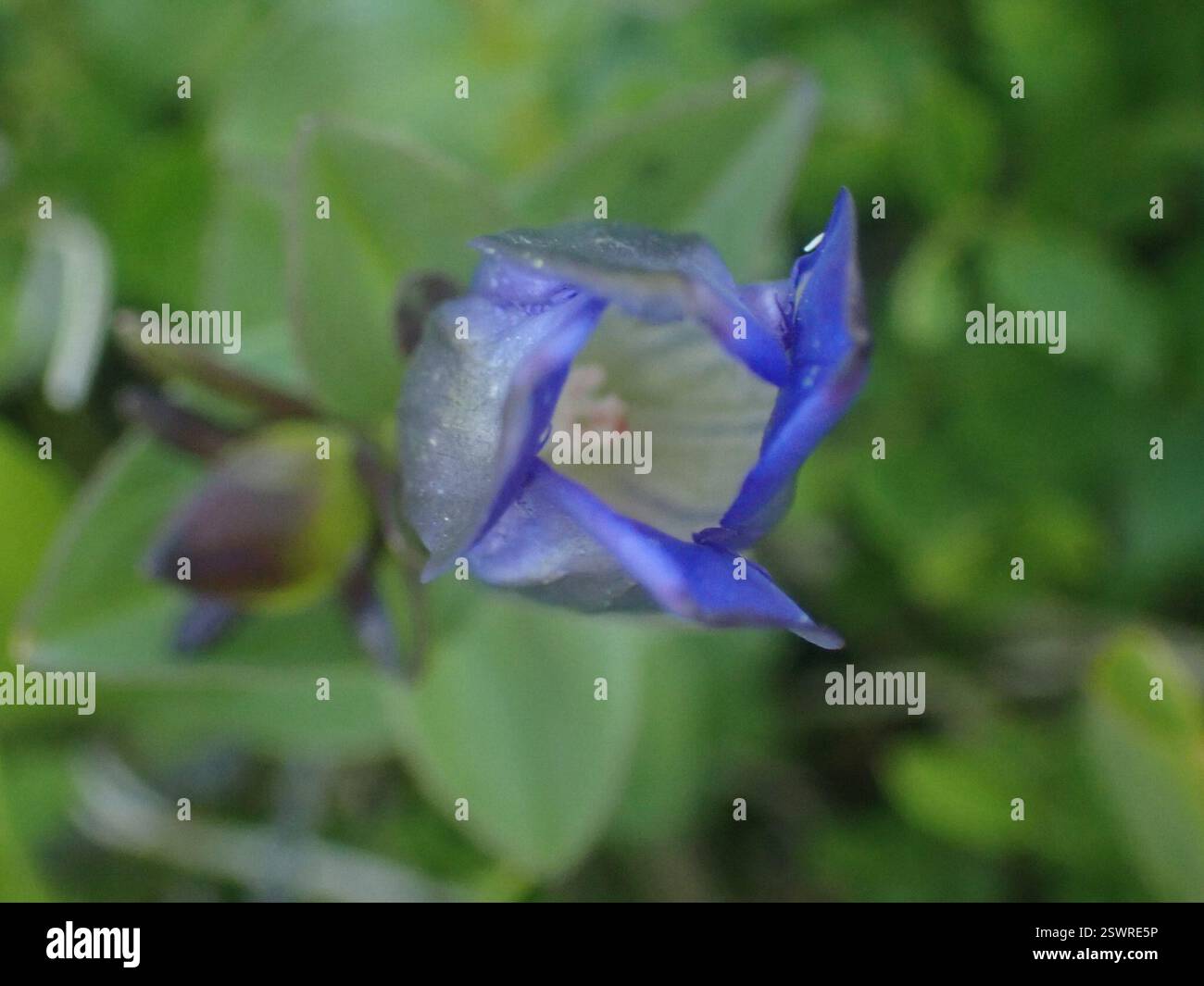 Mountain Bog Gentian (Gentiana calycosa), Plantae, East Kootenay, BC ...