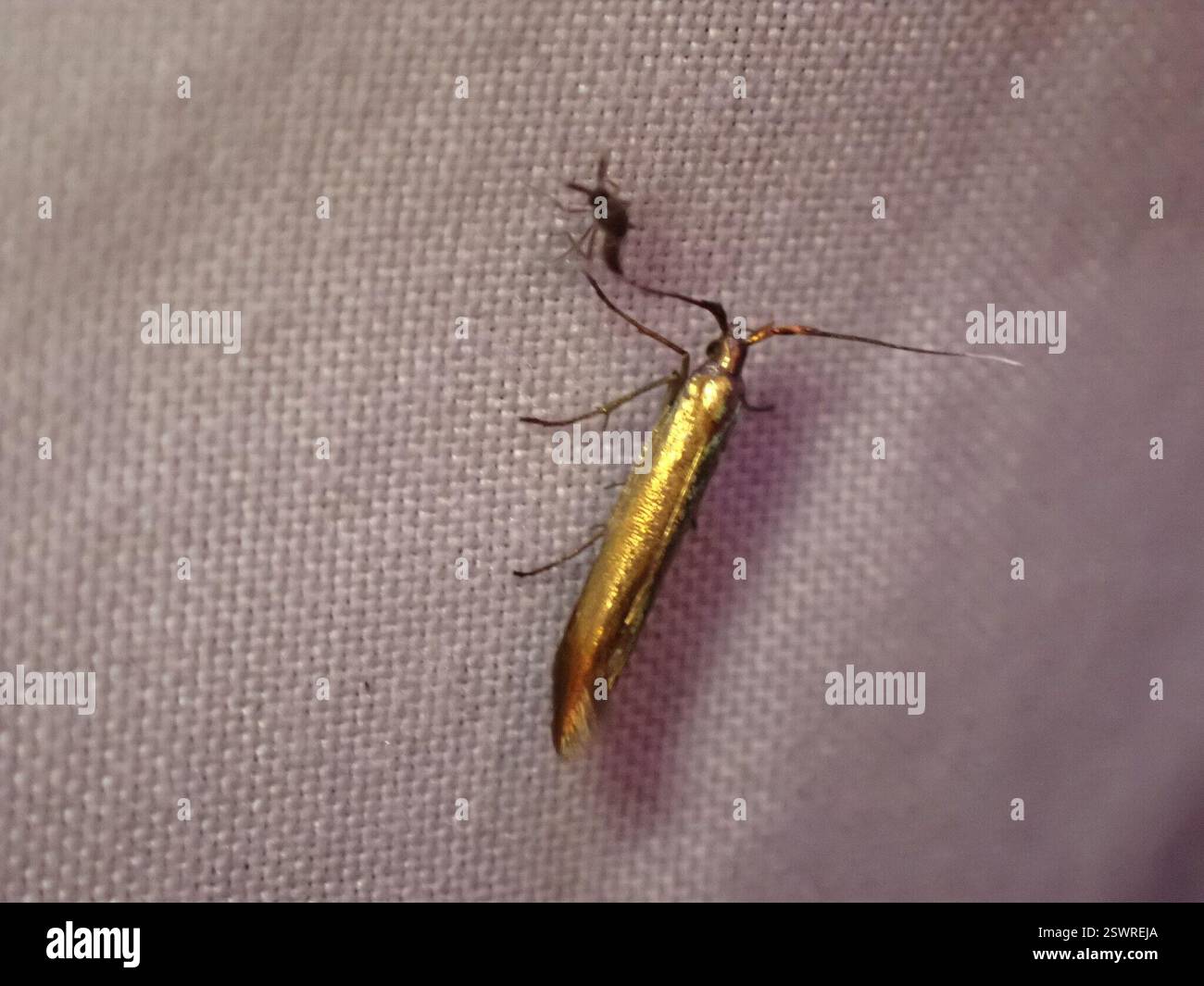 Casebearers (Coleophora), Insecta, Val Marie No. 17, SK S0N, Canada ...