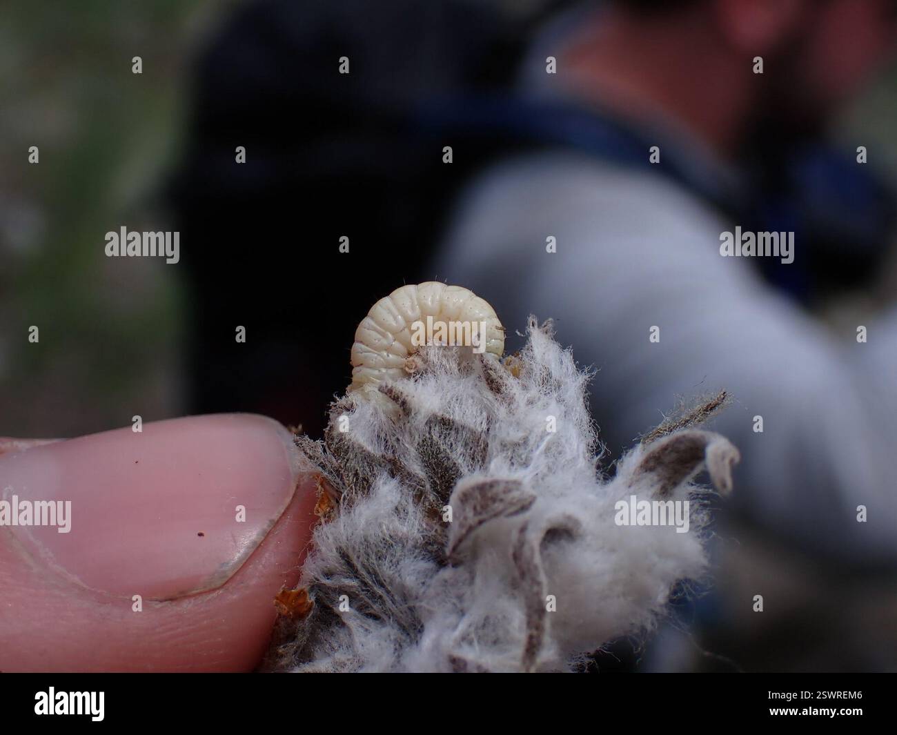 Lesser Wax Moth (Achroia grisella), Insecta, Okanagan-Similkameen, BC ...