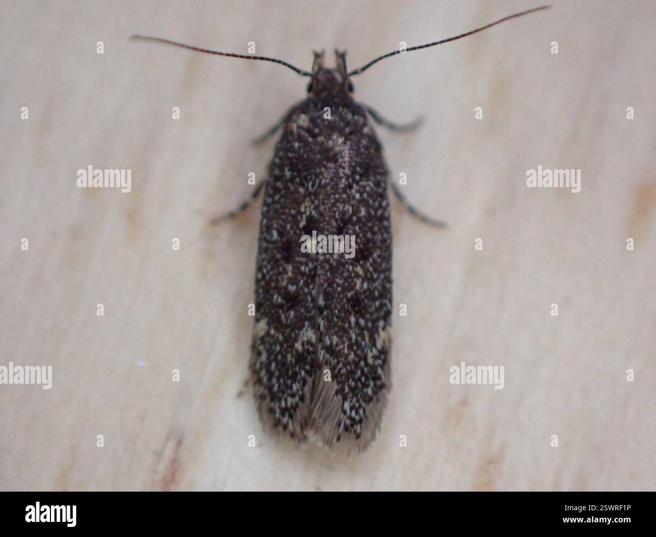 Dark Groundling (Bryotropha affinis), Insecta, 8 Millcroft Road ...