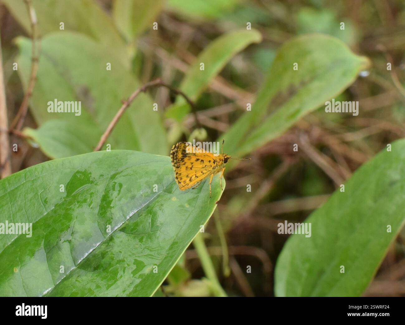 Common Bush Hopper (Ampittia dioscorides), Insecta, 中国江西省上饶市婺源县 Stock ...
