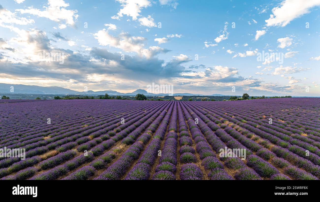 Aerial View of Lavender Fields in Provence, France Stock Photo - Alamy