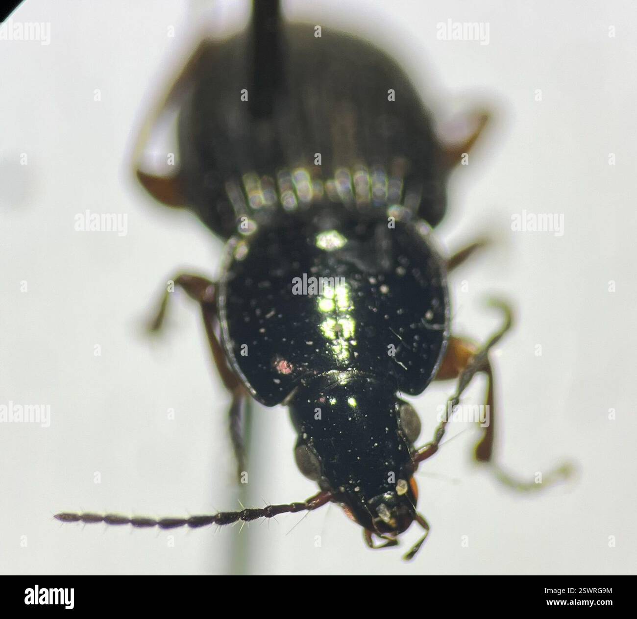 (Pterostichus commutabilis), Insecta, Nebraska National Forest, Halsey ...