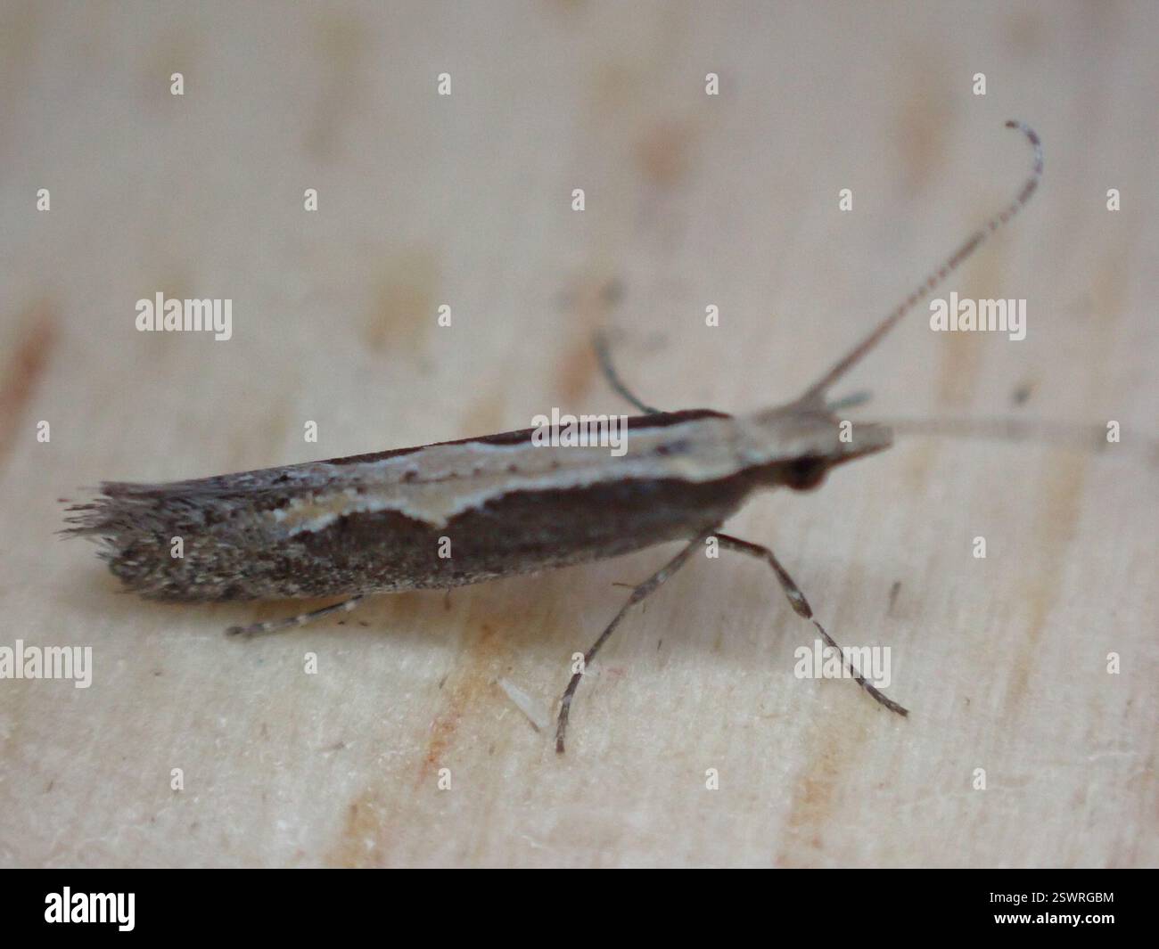 Diamondback Moth (Plutella xylostella), Insecta, 8 Millcroft Road ...