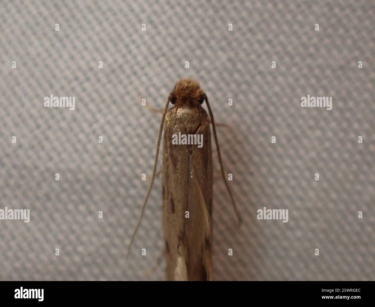 Case-bearing Clothes Moth (Tinea pellionella), Insecta, Val Marie No ...