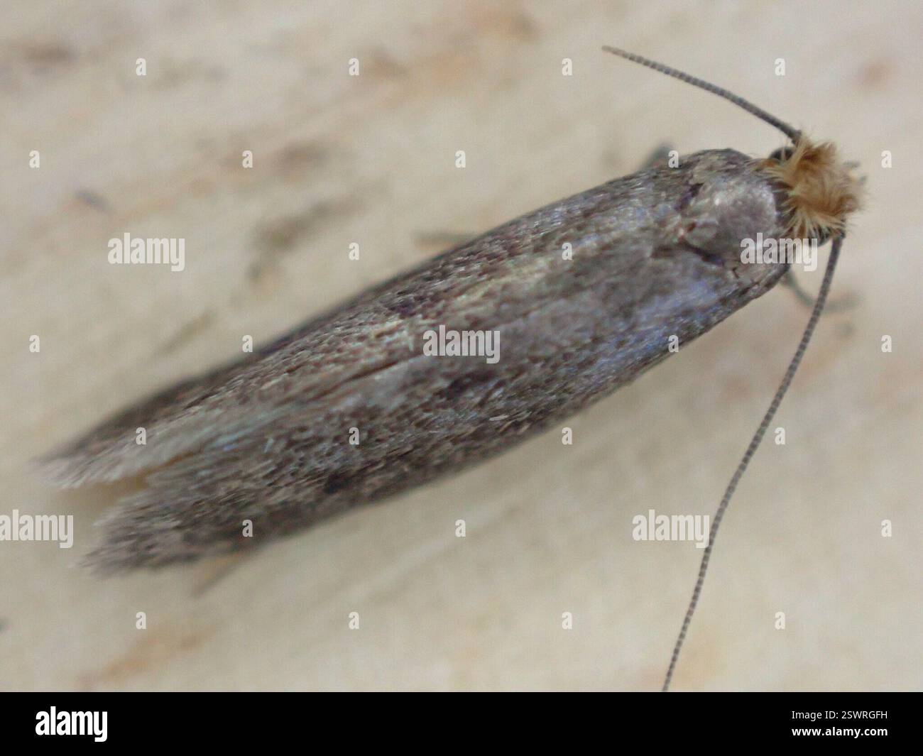 Case-bearing Clothes Moth (Tinea pellionella), Insecta, 8 Millcroft ...