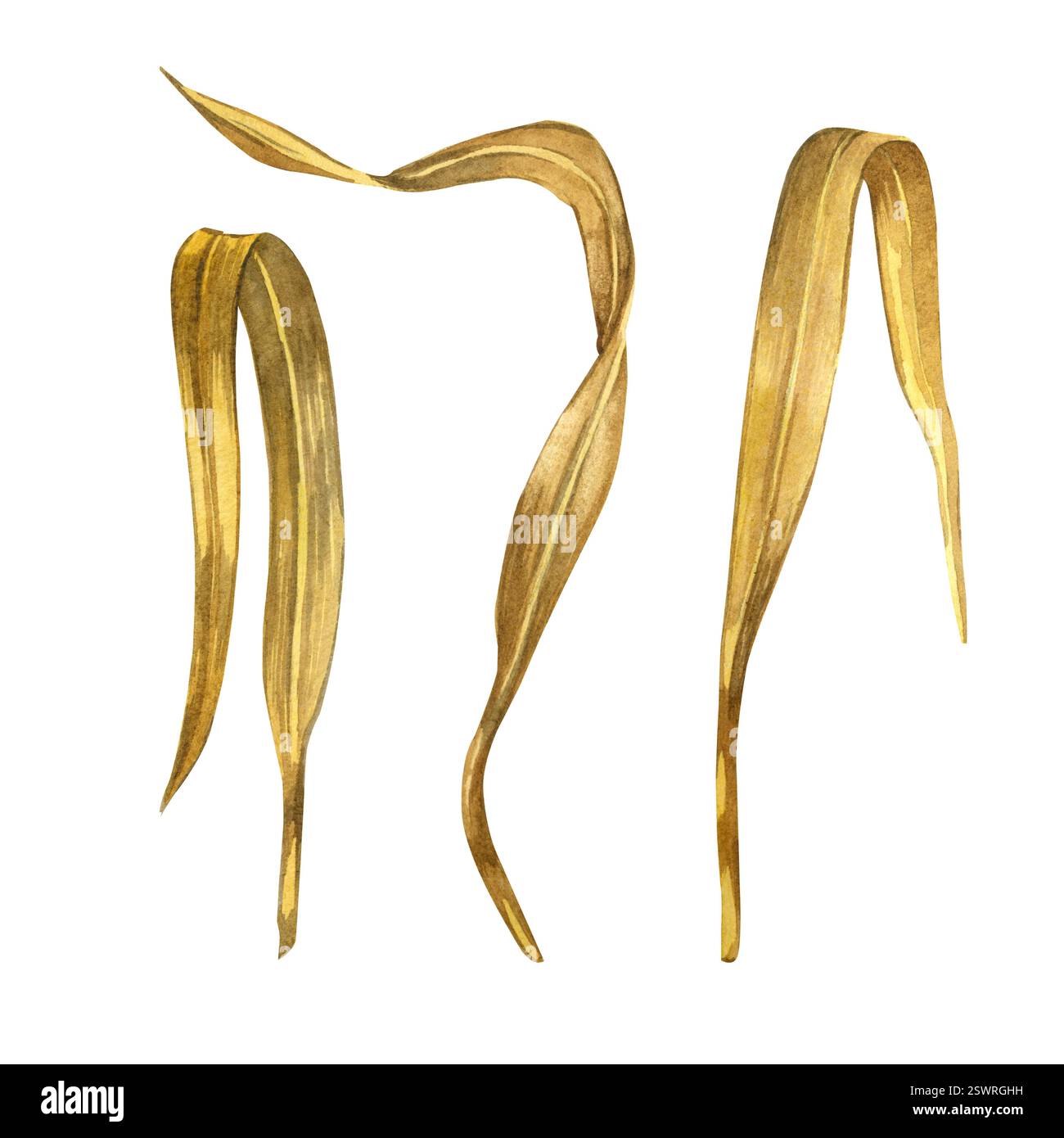Set of dry yellow wheat leaves of different shapes on a white ...