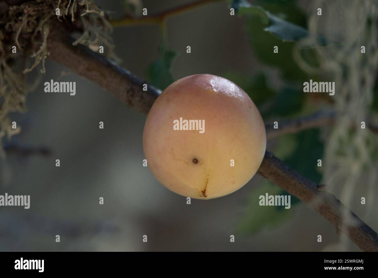 California Gall Wasp (Andricus quercuscalifornicus), Insecta, San Luis ...