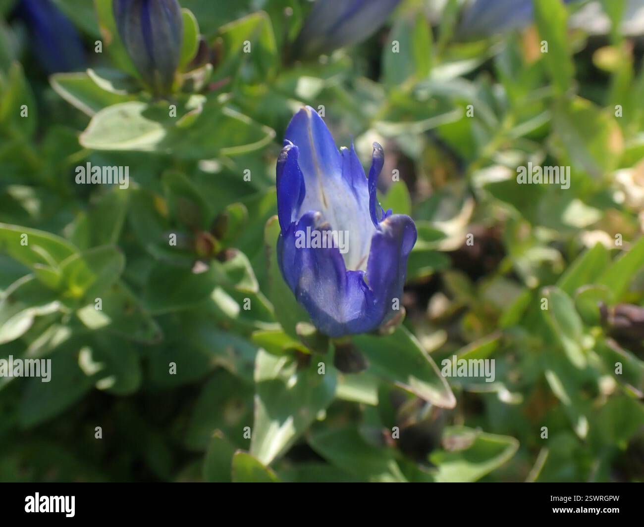 Mountain Bog Gentian (Gentiana calycosa), Plantae, East Kootenay, BC ...