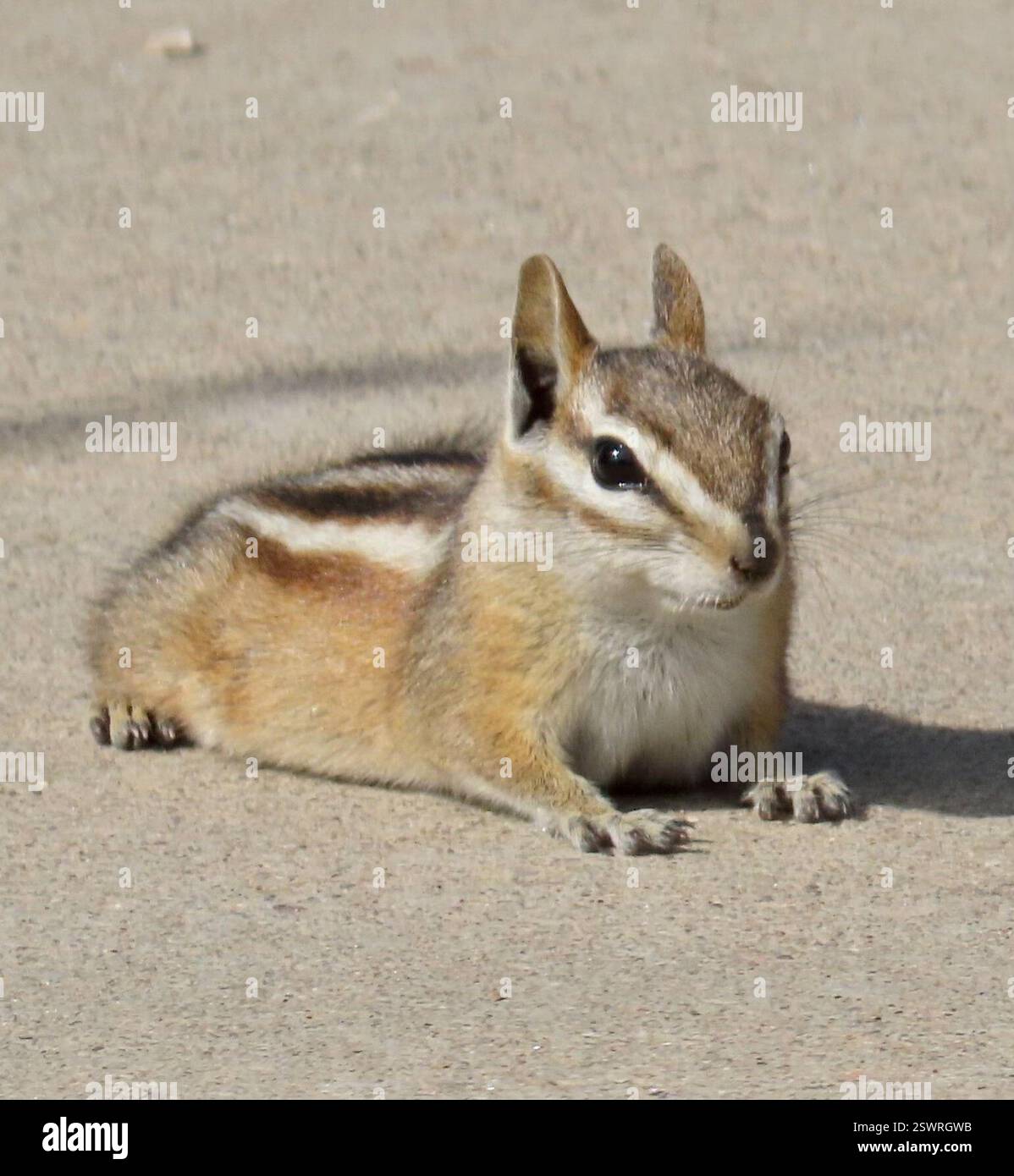 Colorado Chipmunk (Neotamias quadrivittatus), Mammalia, Rest Area Rd ...