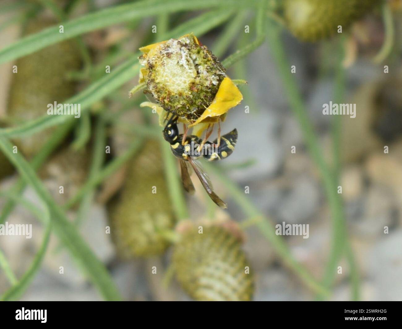 Potter and Mason Wasps (Eumeninae), Insecta, Martin Park Nature Center ...