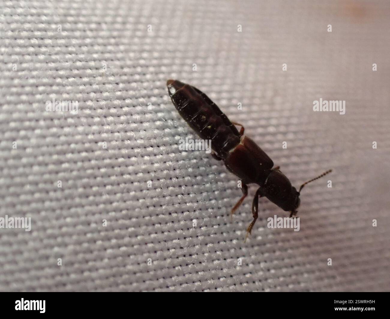 (Bledius), Insecta, Val Marie No. 17, SK S0N, Canada, This observation ...