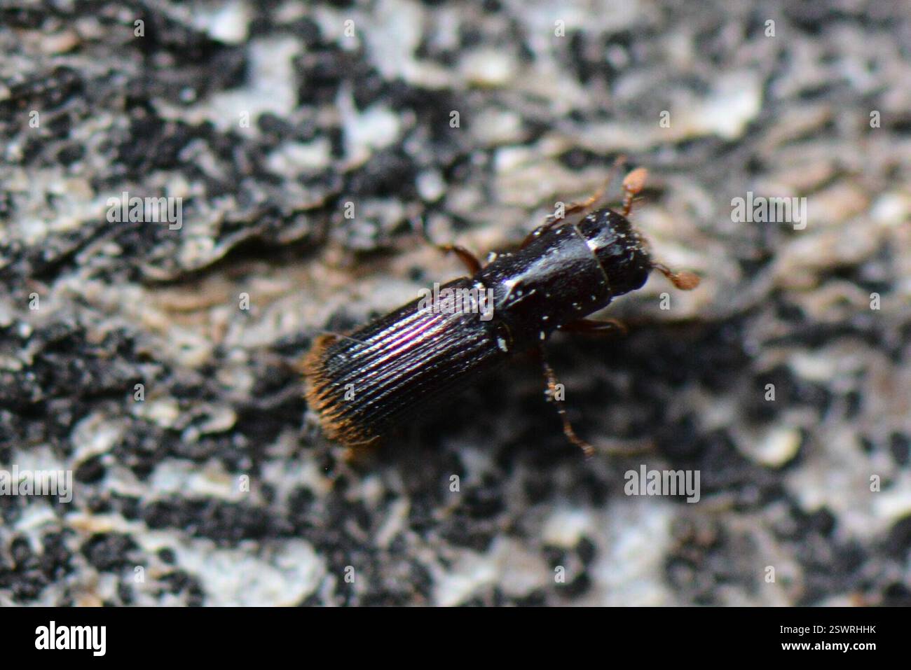 (Platypus cylindrus), Insecta, 5080 Laufenburg, Schweiz Stock Photo - Alamy