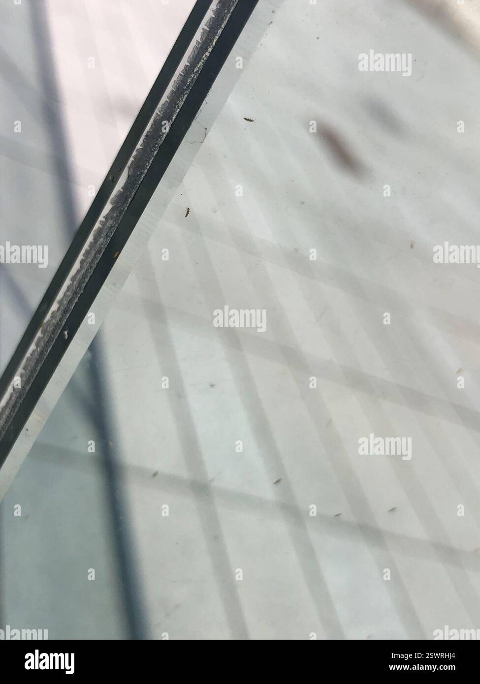 Thrips (Thysanoptera), Insecta, Simon Fraser University, Burnaby, BC ...