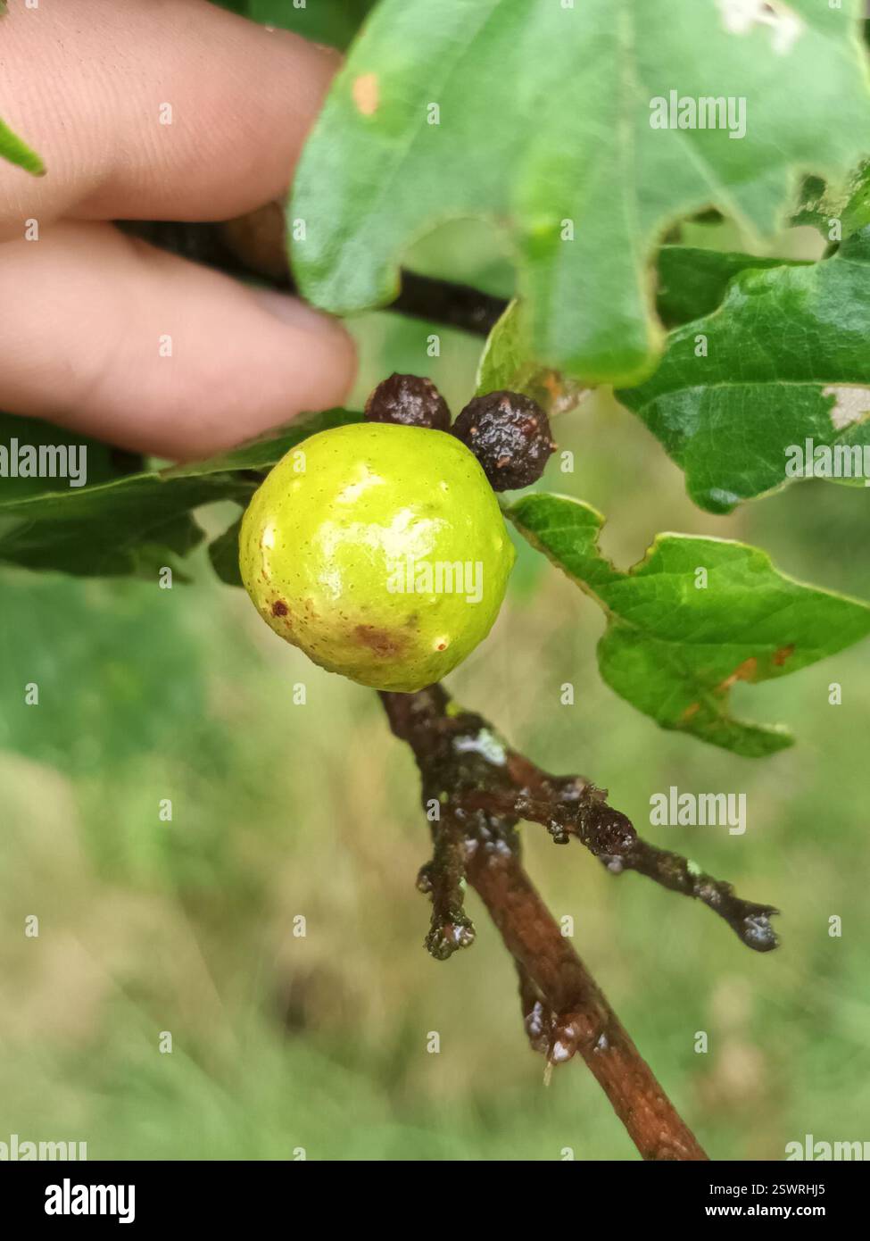 Oak Marble Gall Wasp (Andricus kollari), Insecta, Lancashire, UK Stock ...