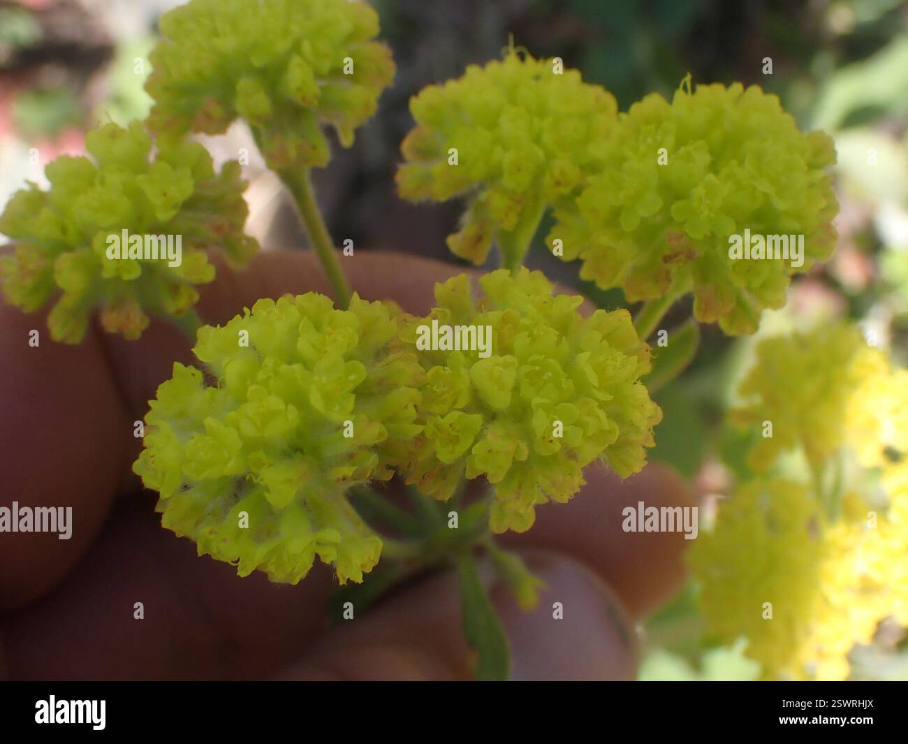 Sulphur-flower Buckwheat (Eriogonum umbellatum umbellatum), Plantae ...