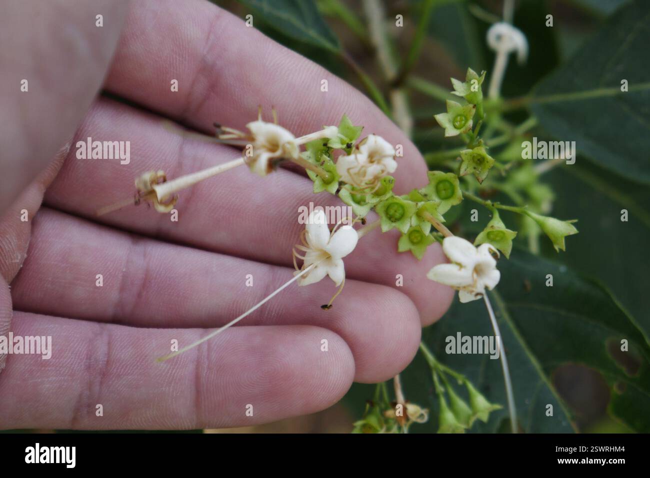 Lolly Bush (Clerodendrum floribundum), Plantae, Jarvisfield, QLD, AU ...