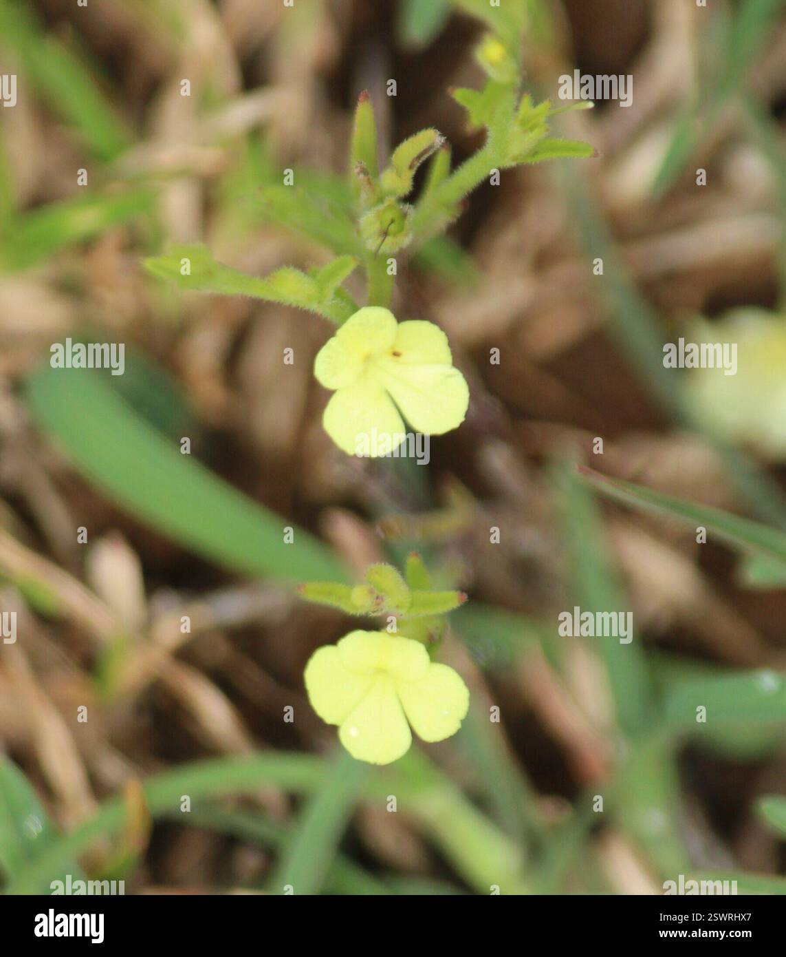 Witchweed (Striga asiatica), Plantae, Kengeri Satellite Town, Bengaluru ...