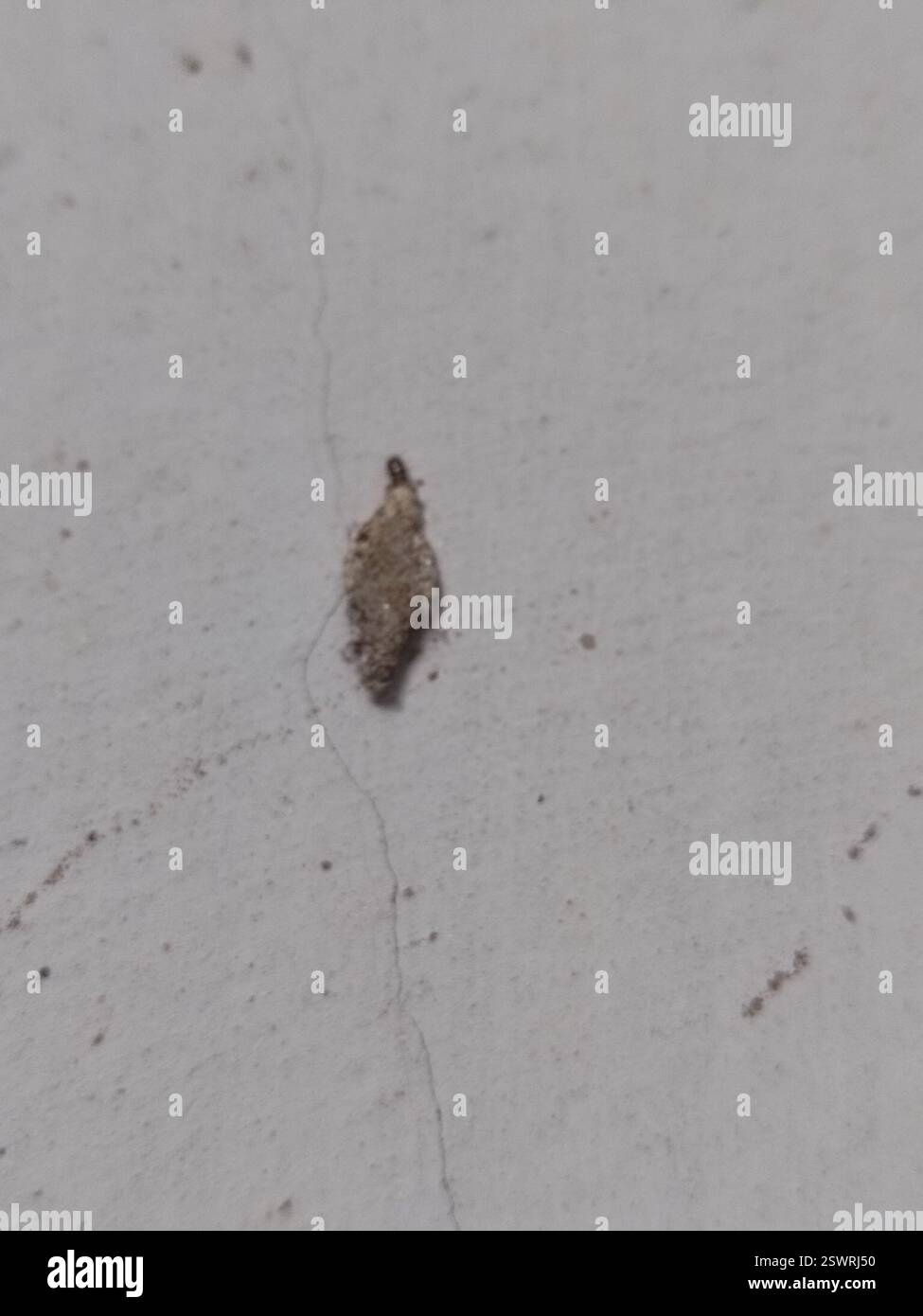 Moths of kerala hi-res stock photography and images - Alamy