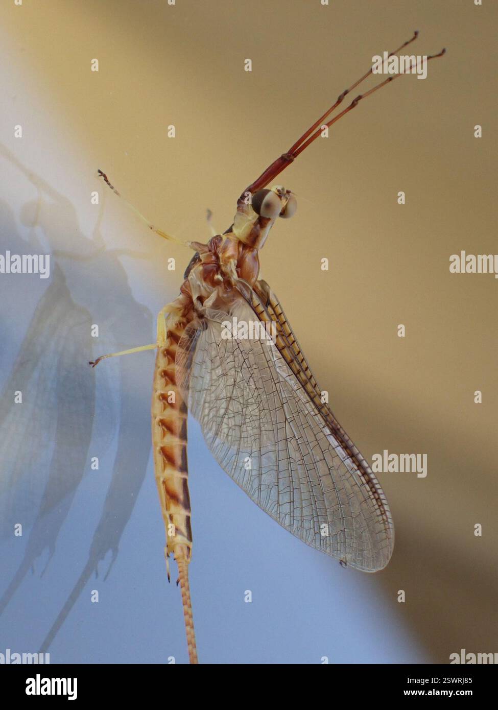 Giant Mayflies (Hexagenia), Insecta, Swift Current, SK, Canada, Maybe ...