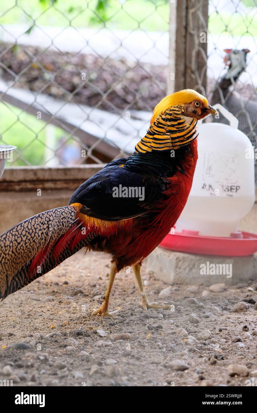 Beautiful color of golden pheasant, also known as the Chinese pheasant ...