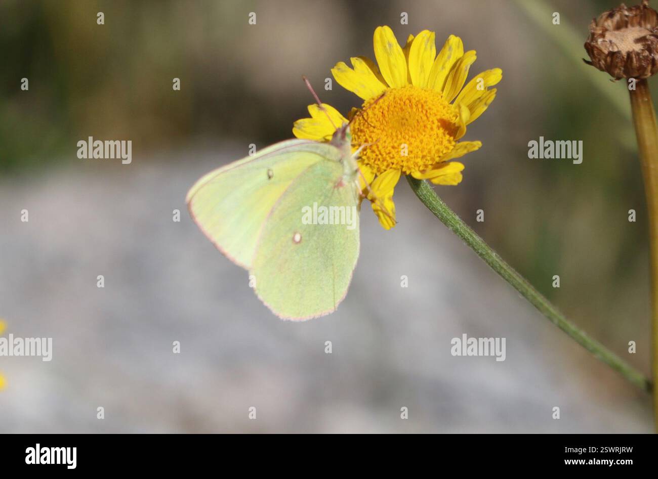 (Colias christina pseudocolumbiensis), Insecta, Okanagan-Similkameen ...