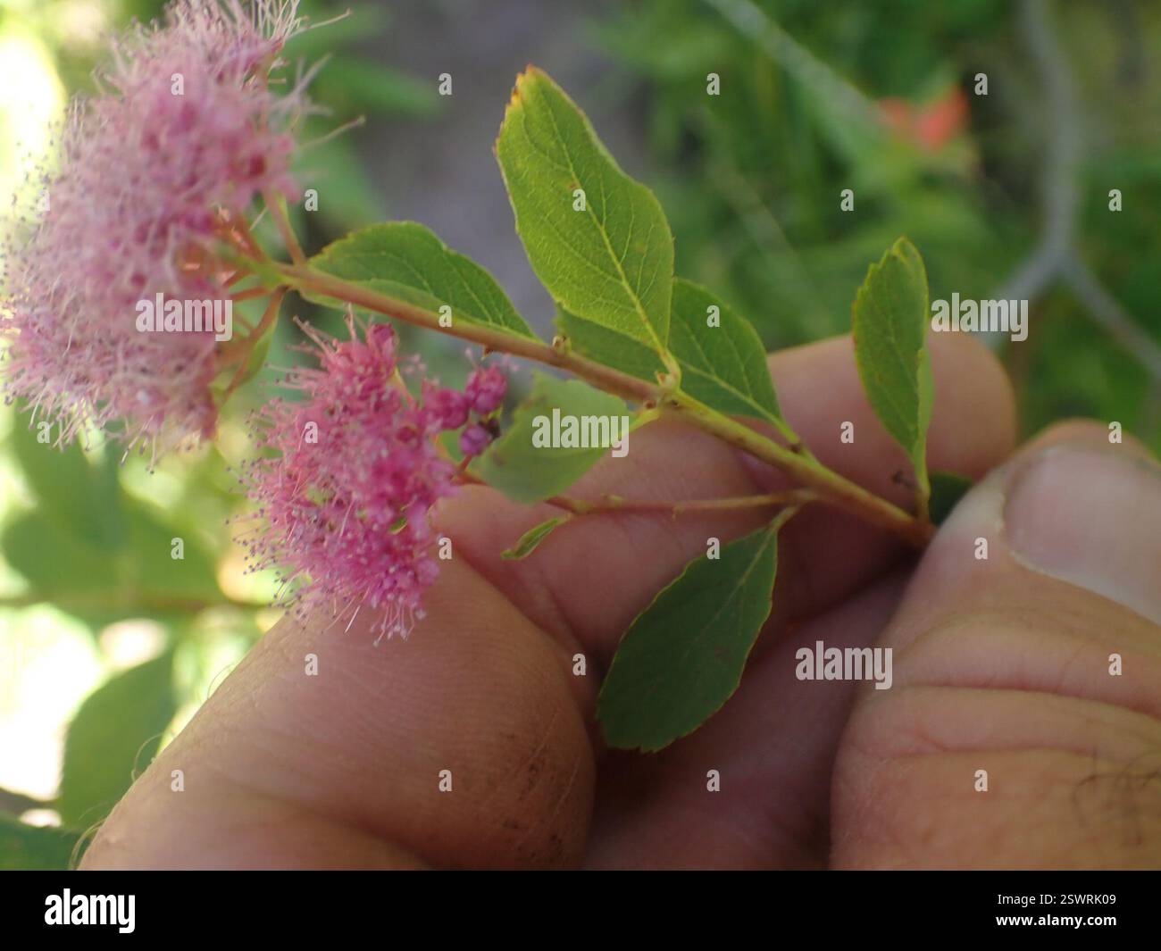 Mountain Spirea (Spiraea splendens), Plantae, East Kootenay, BC, Canada ...
