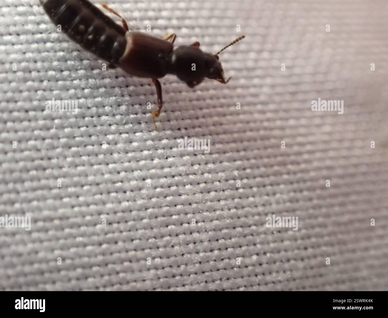 (Bledius), Insecta, Val Marie No. 17, SK S0N, Canada, This observation using an UV light was ...