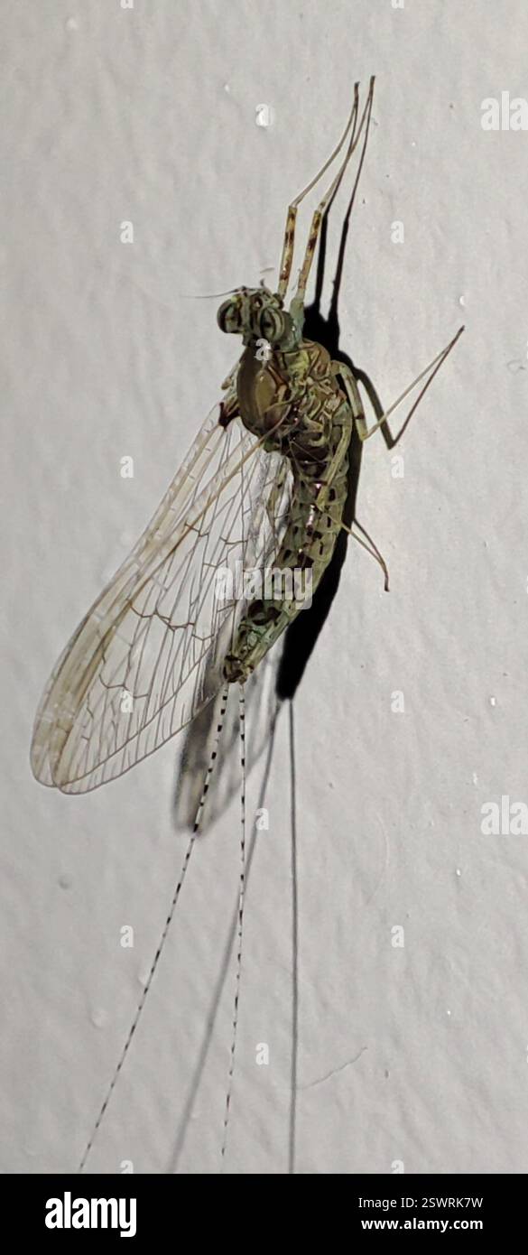 Pond Olive (Cloeon dipterum), Insecta, Laeken, 1020 Brussels, Belgium ...