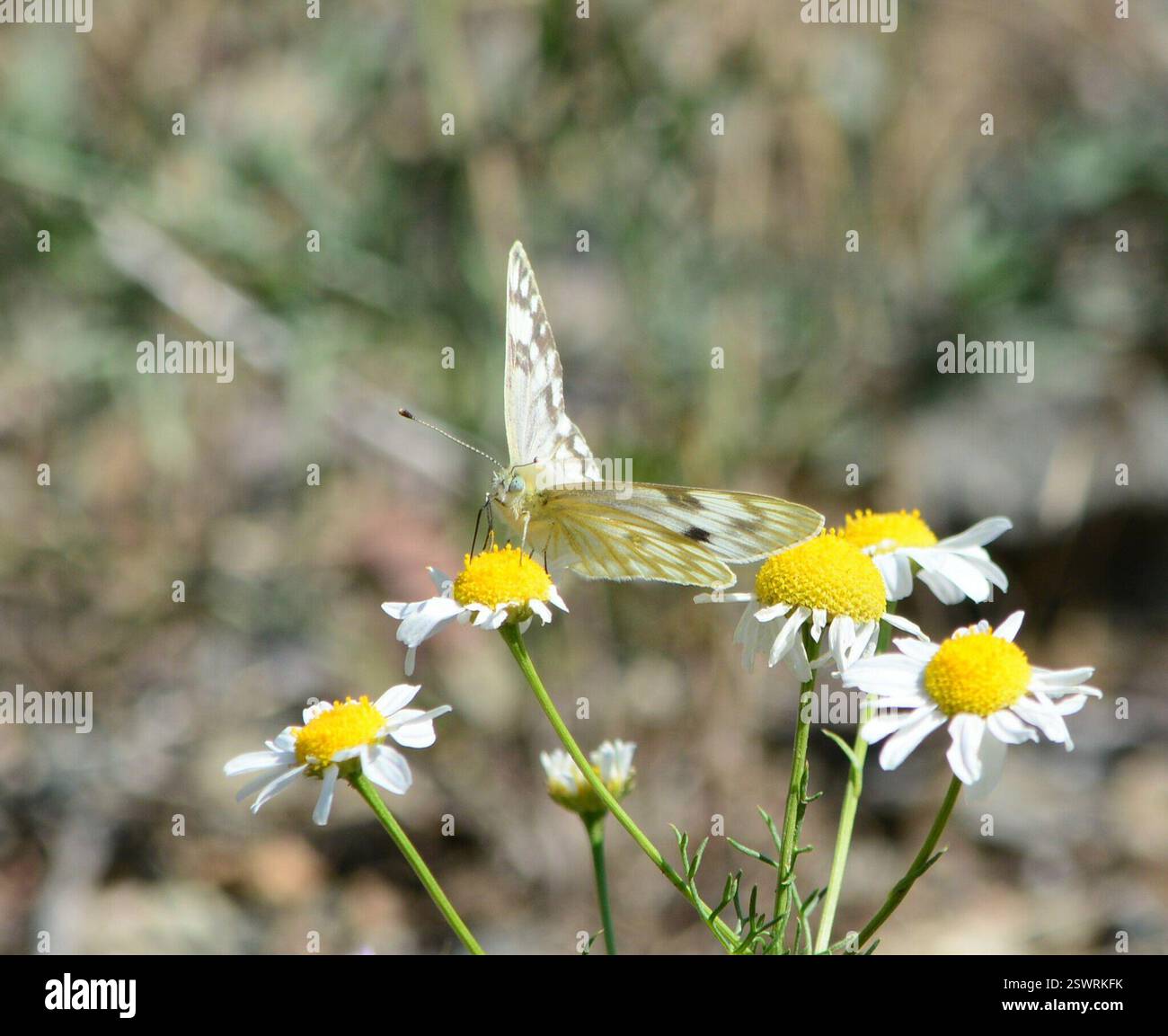 Western White (Pontia occidentalis), Insecta, Okanagan-Similkameen, BC ...