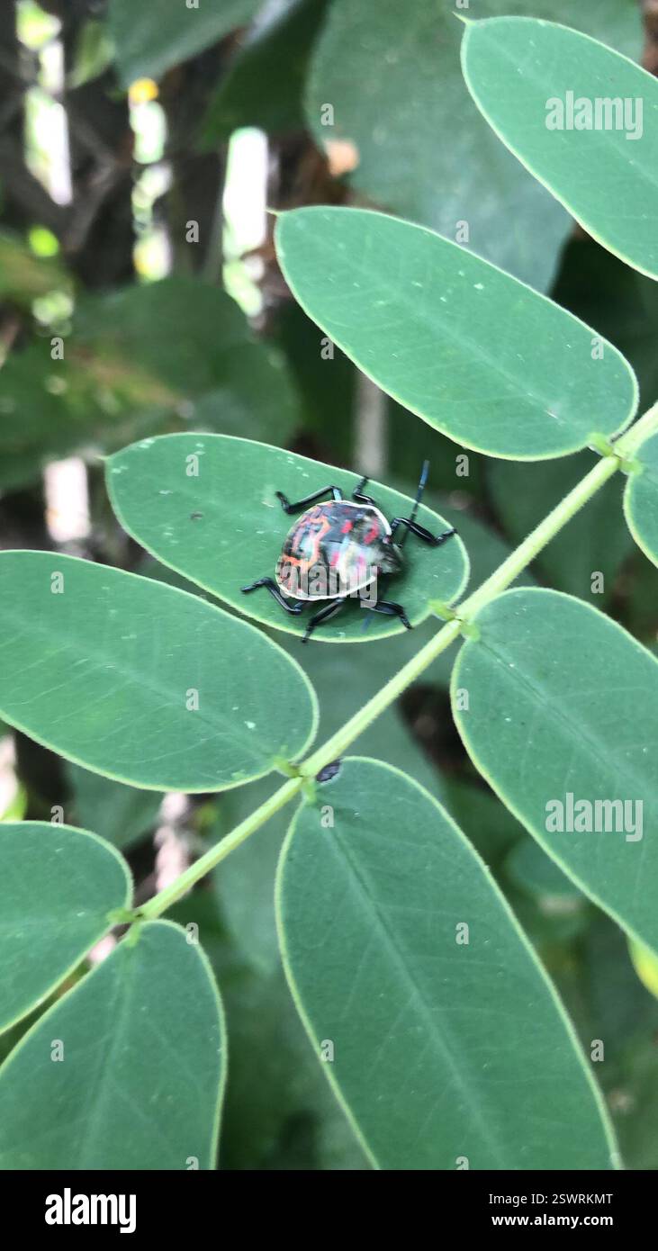 (Pellaea stictica), Insecta, Nutwood Ave, Fullerton, CA, US, Aluminum ...