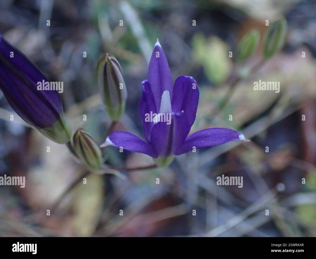 Indian Valley Brodiaea (Brodiaea rosea), Plantae, Capital, BC, Canada ...