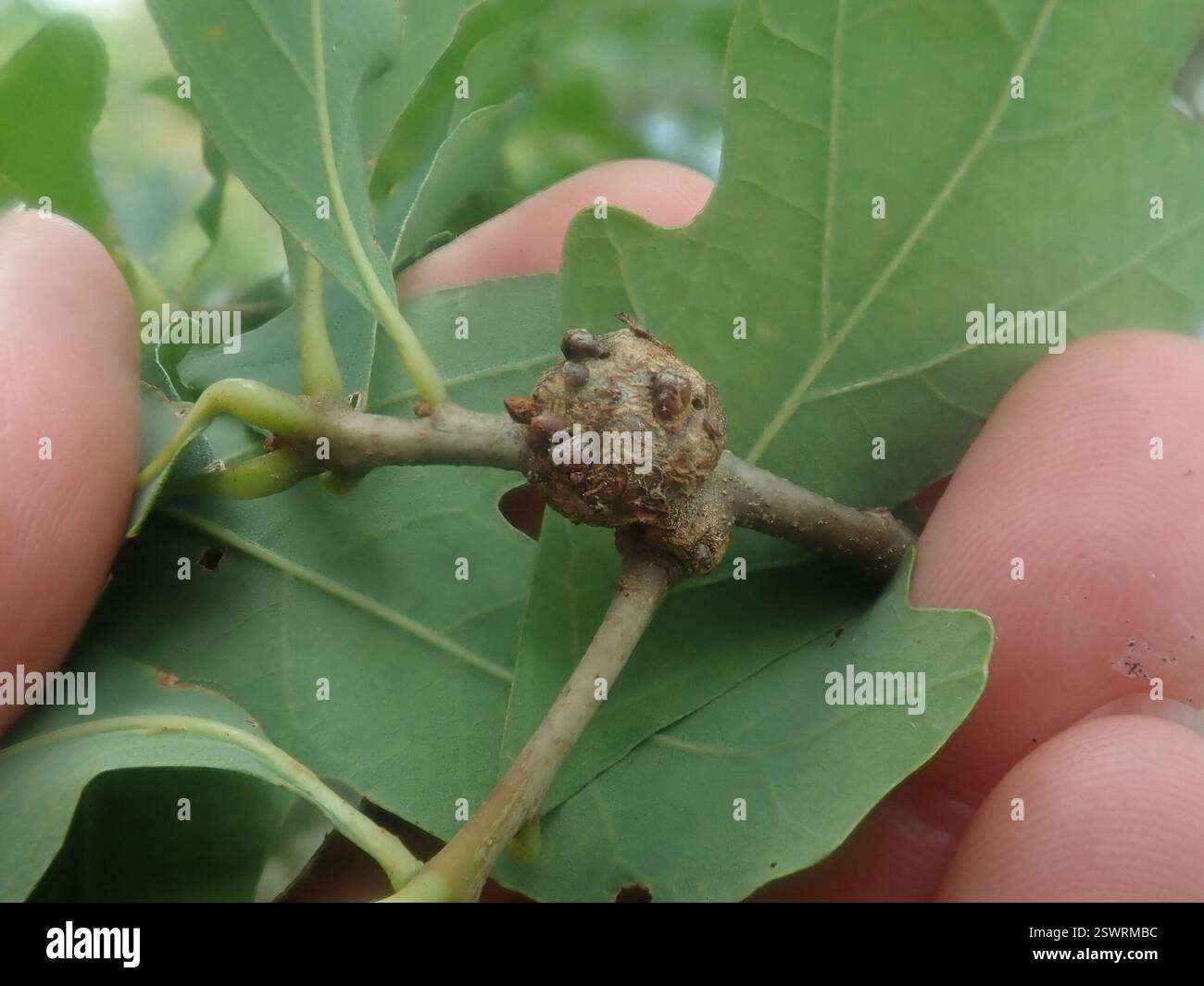 white oak club gall wasp (Callirhytis clavula), Insecta, New York, US ...