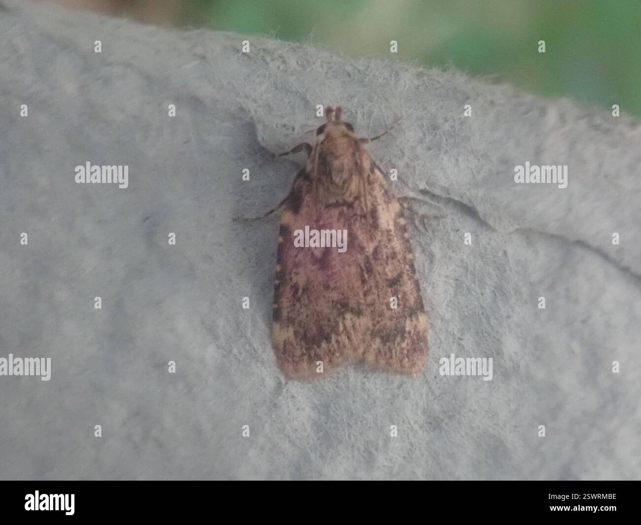 Grease Moth (Aglossa cuprina), Insecta, Athol, MA, USA Stock Photo - Alamy