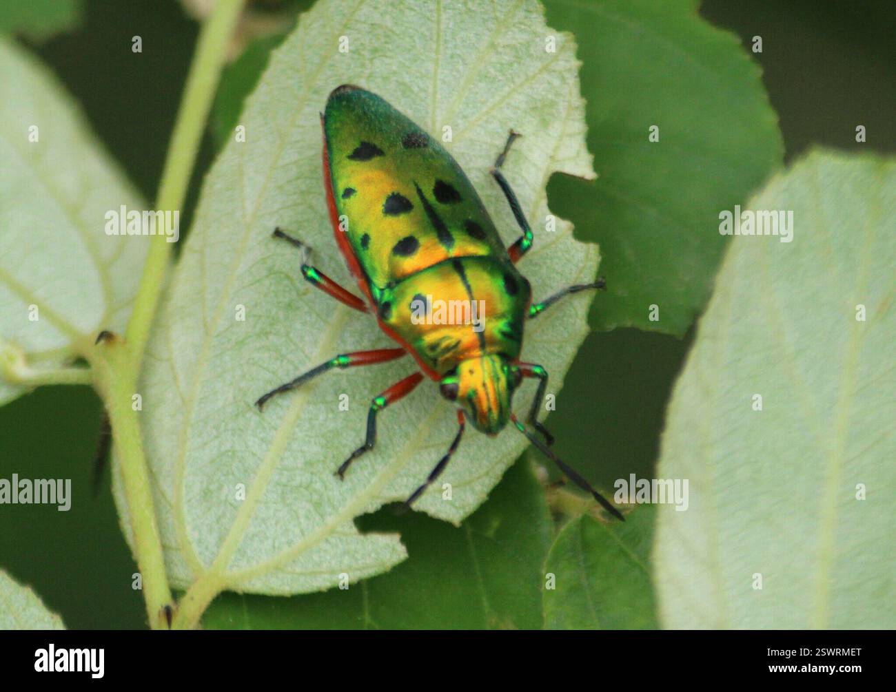 (Scutellera perplexa), Insecta, Kengeri Satellite Town, Bengaluru ...