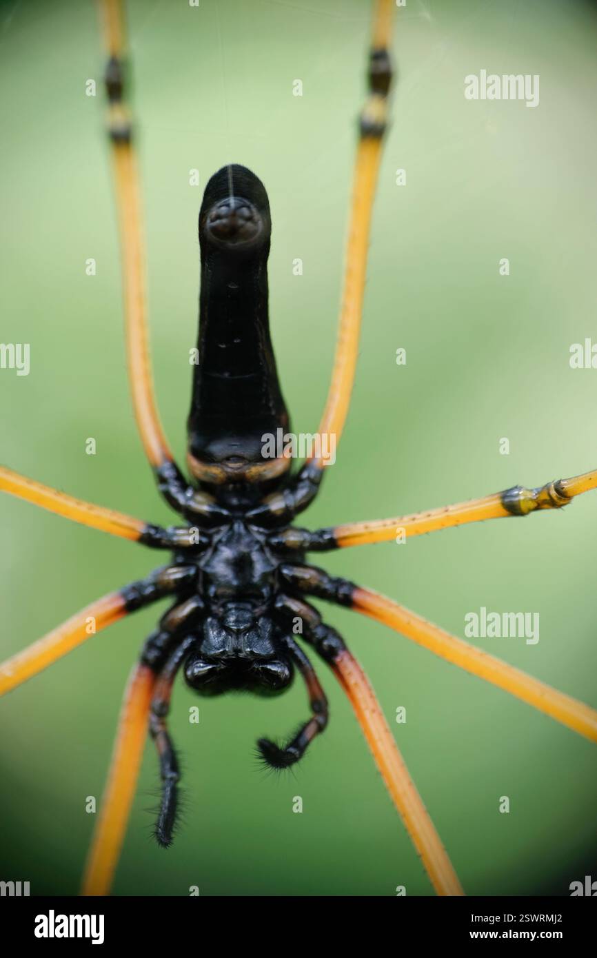 Close-up photo of giant spider in a rainforest Stock Photo - Alamy