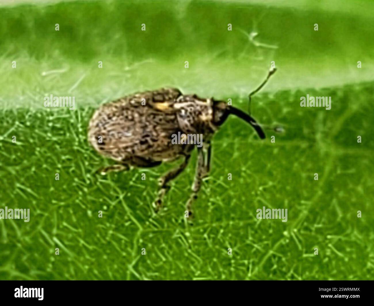 Cabbage Stem Weevil (Ceutorhynchus pallidactylus), Insecta, 3450 ...