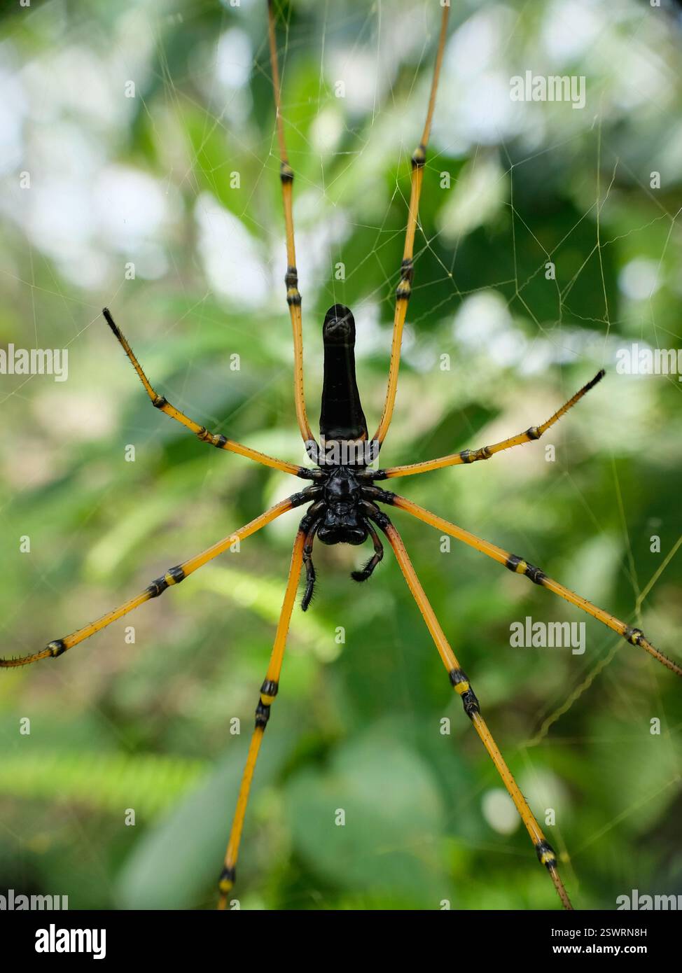 Close-up photo of giant spider in a rainforest Stock Photo - Alamy